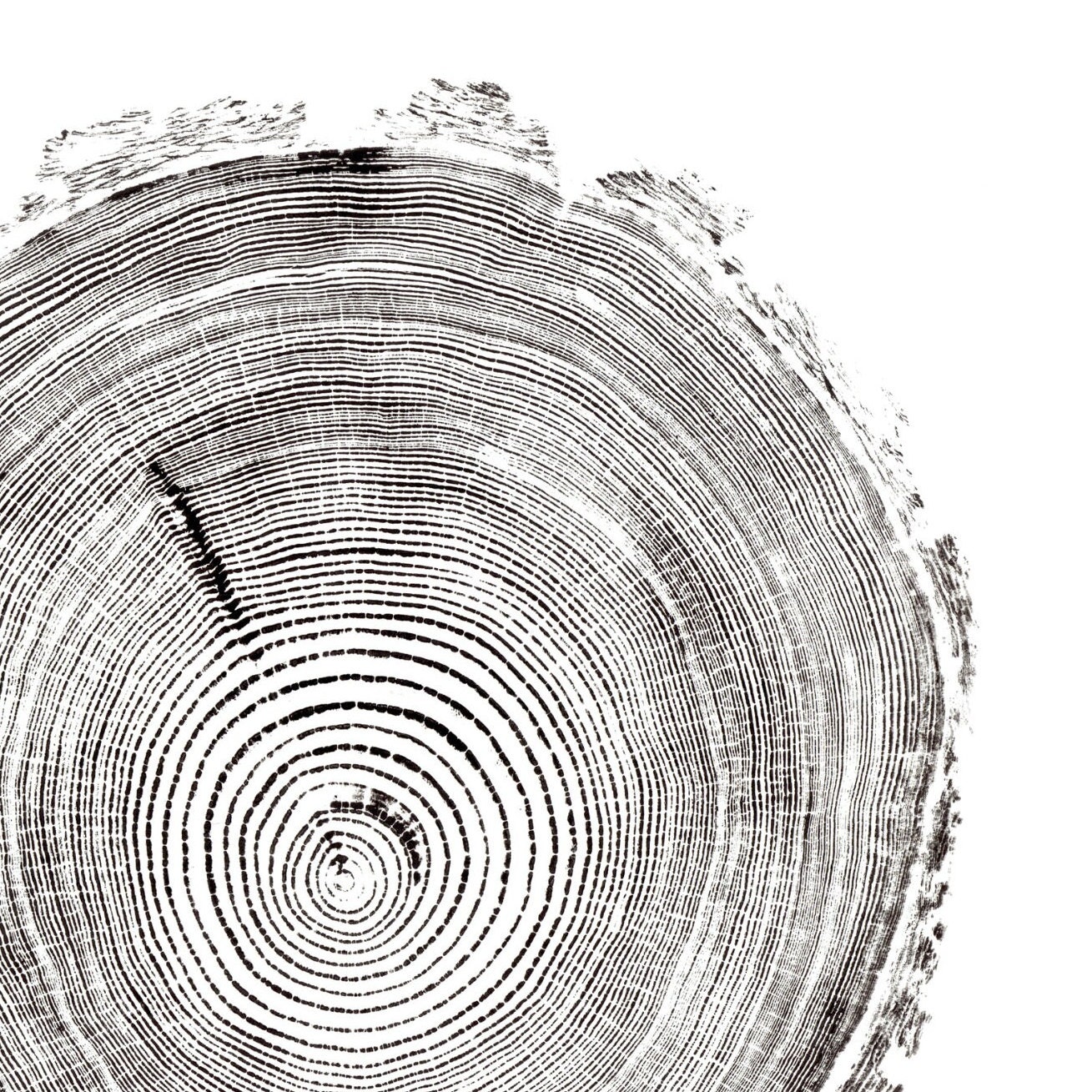 Printable Tree Ring Print From an Austrian Mountain Larch - Etsy
