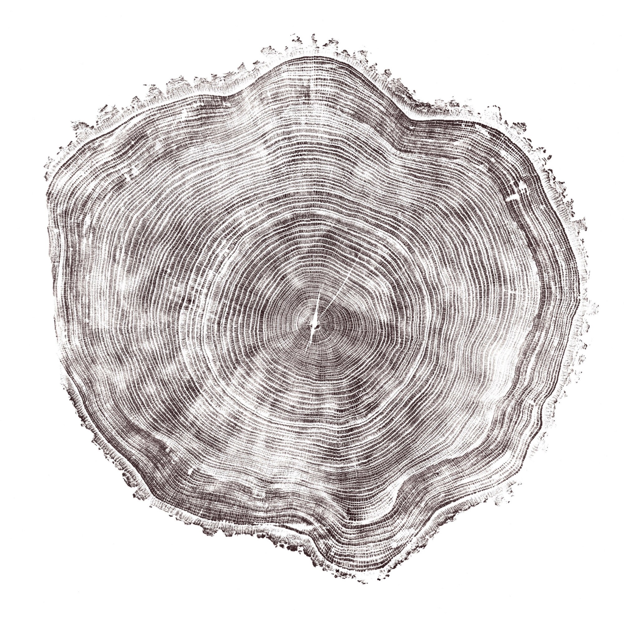 100 Year Old Oak to Download and Print, Oak Tree Ring Print, Woodcut ...