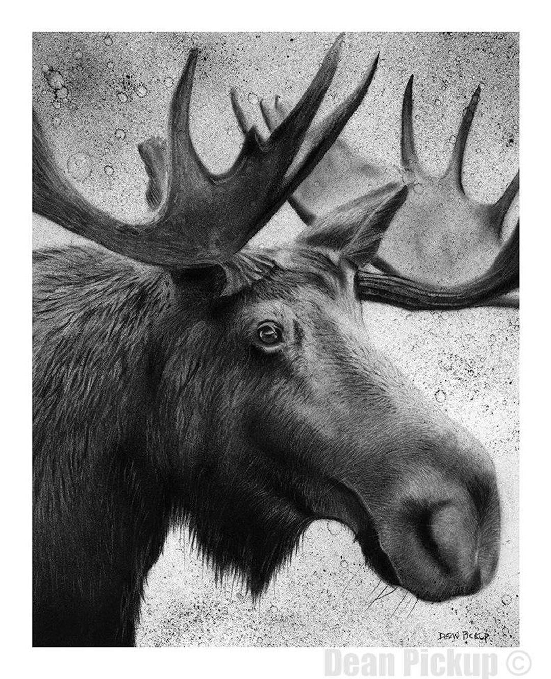 The Recluse, Moose Fine Art Print - 13"x16", Wall Art, Charcoal Drawing ...