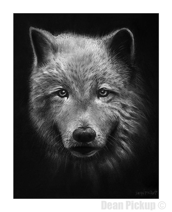 Lone Wolf Drawing