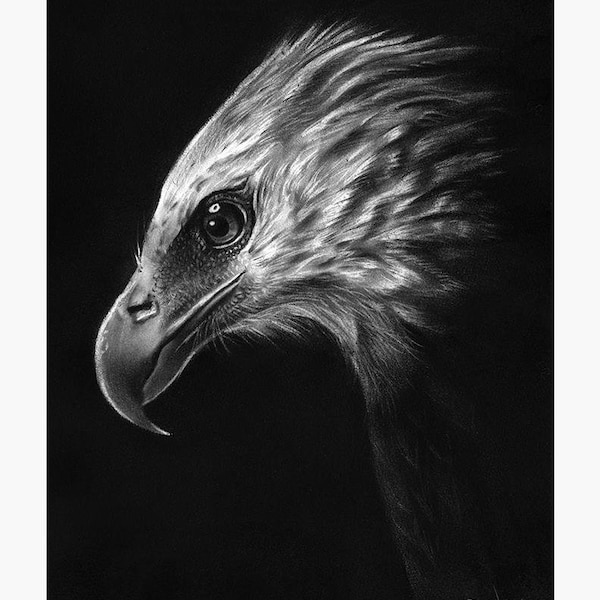 Bald Eagle Drawing - Etsy