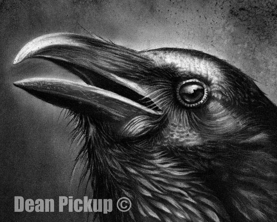 Raven Fine Art Print - 13"x16", Wall Art, Charcoal Drawing, Wildlife ...