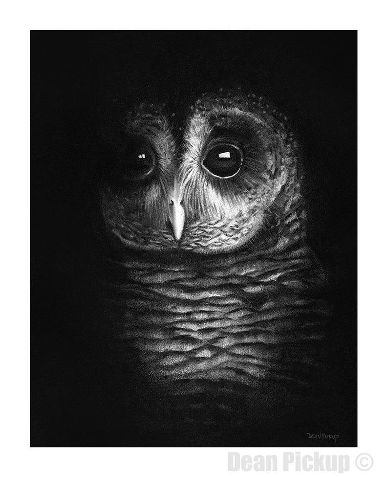 In the Dark, Barred Owl Fine Art Print - 13"x16", Wall Art, Charcoal ...