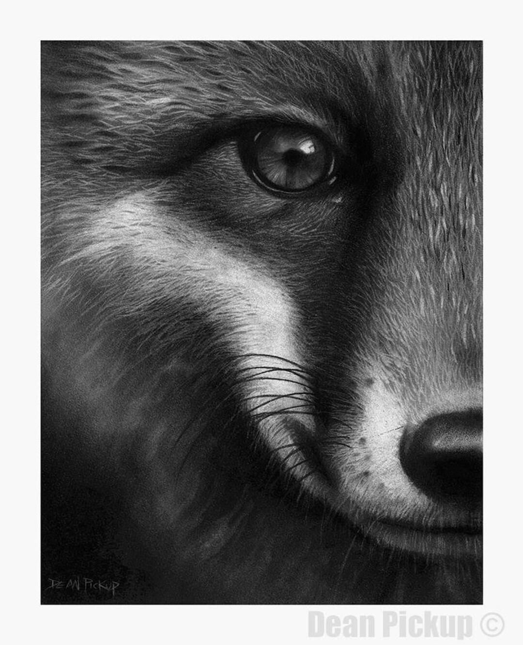 Mischief, Fox Fine Art Print - 13"x16", Wall Art, Charcoal Drawing ...