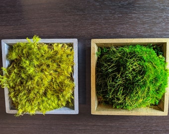 Wooden Moss Tray - Etsy