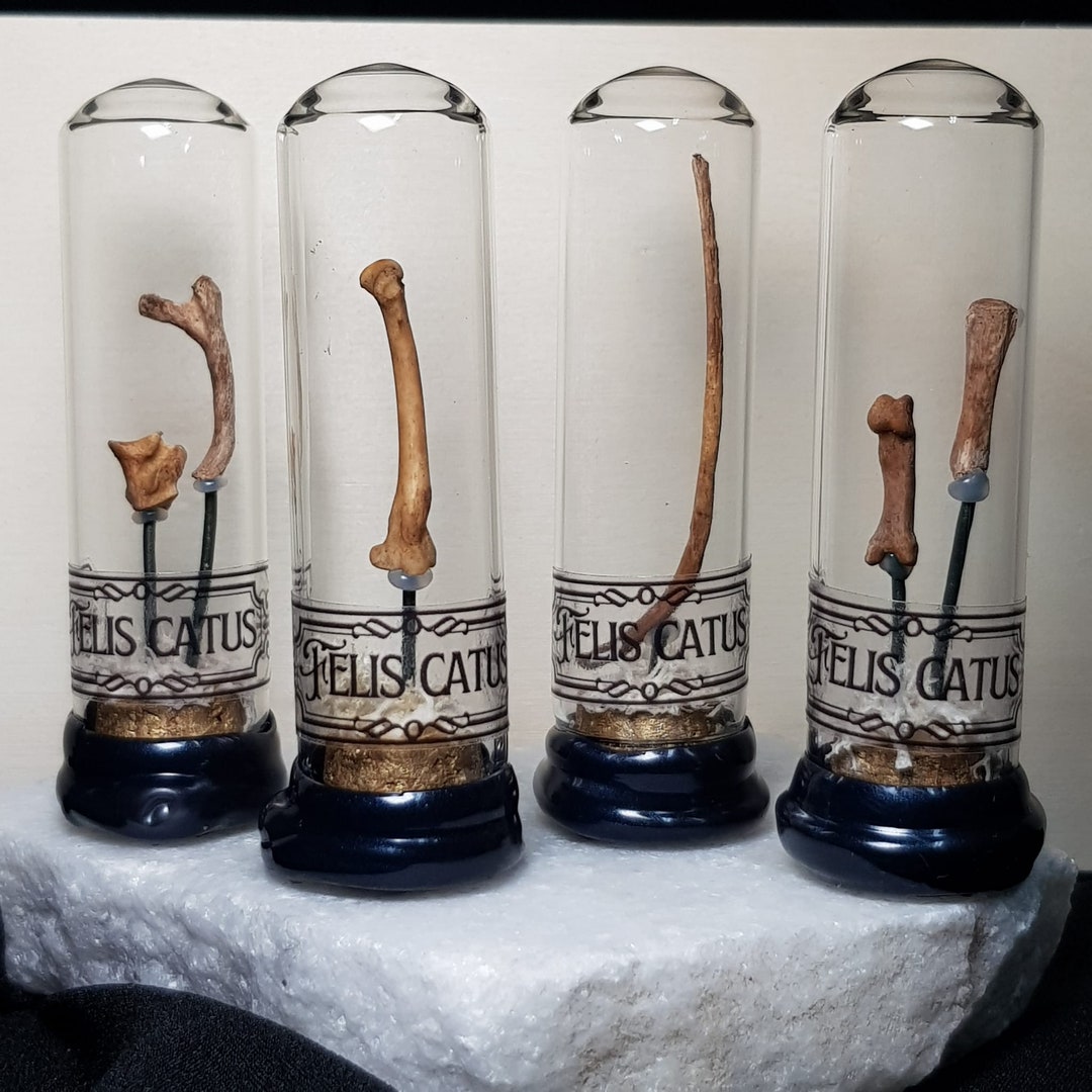Felis Catus Cat / Kat LUXURY Mini Dome Heketa Taxidermy - Etsy