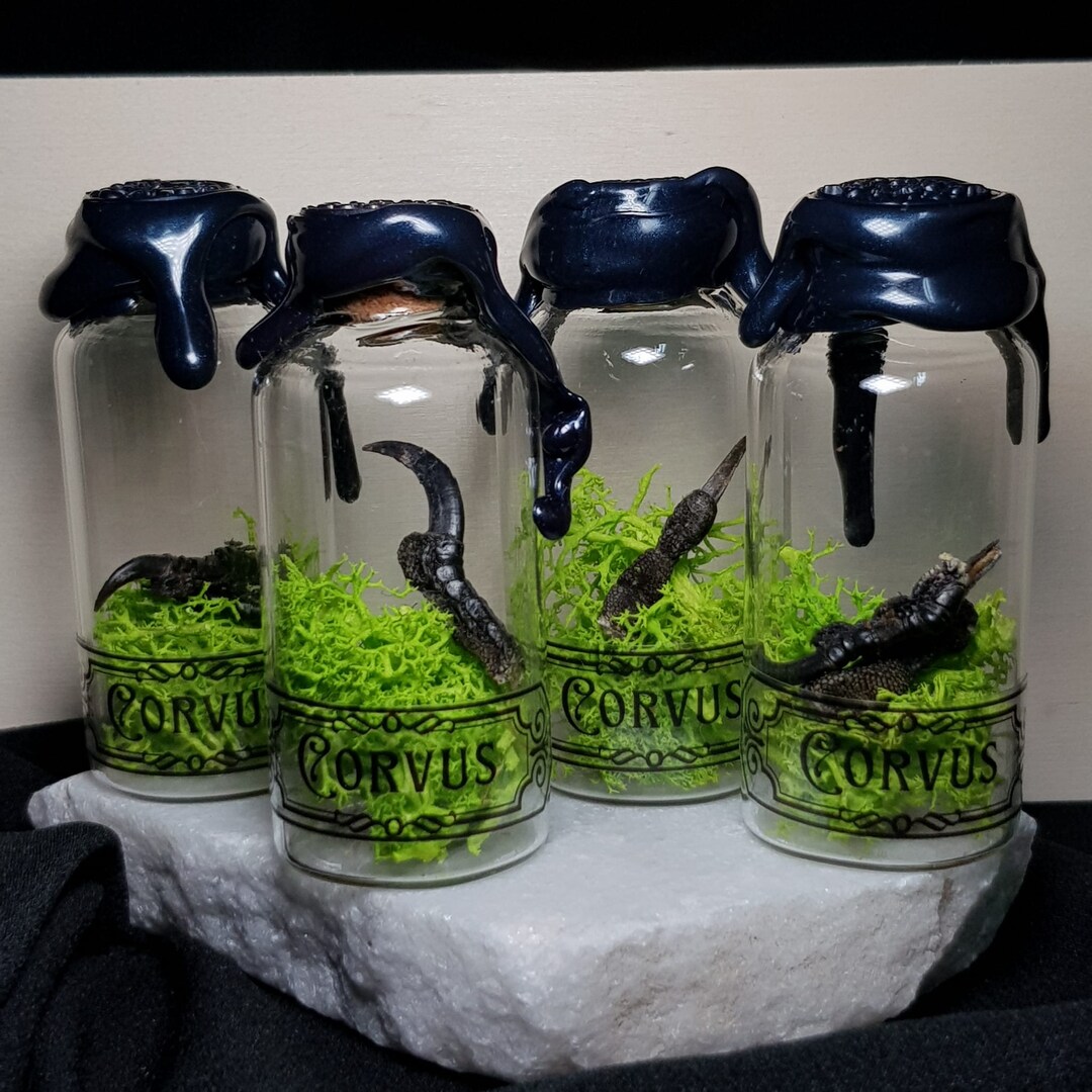 Crow CORVUS Kraai Big Bottle Heketa - Etsy