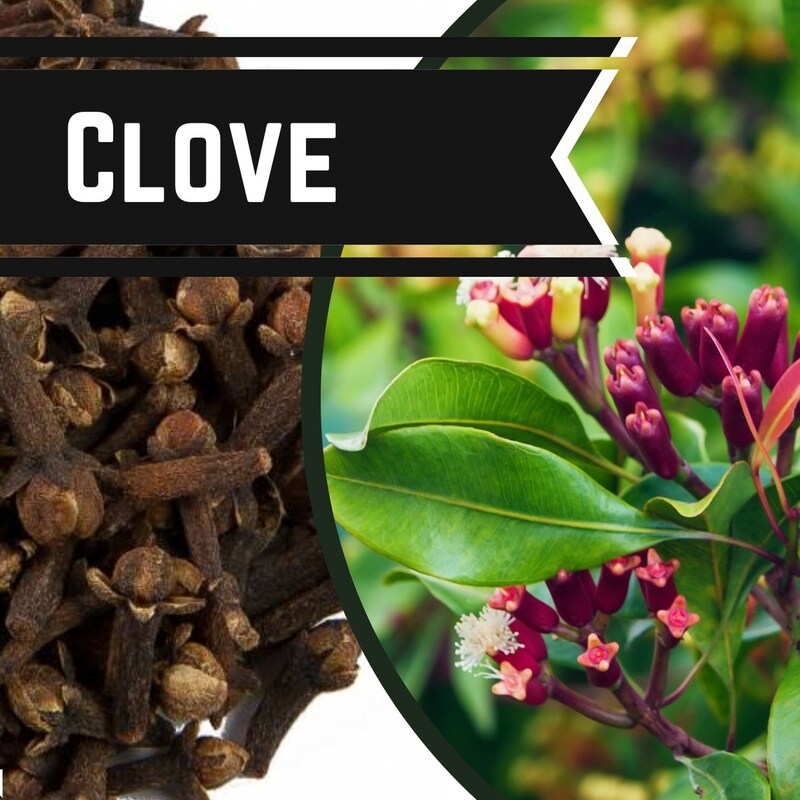 Clove Tree Seeds - Etsy