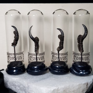 Crow - CORVUS - Kraai , LUXURY Mini Dome - Heketa - Etsy