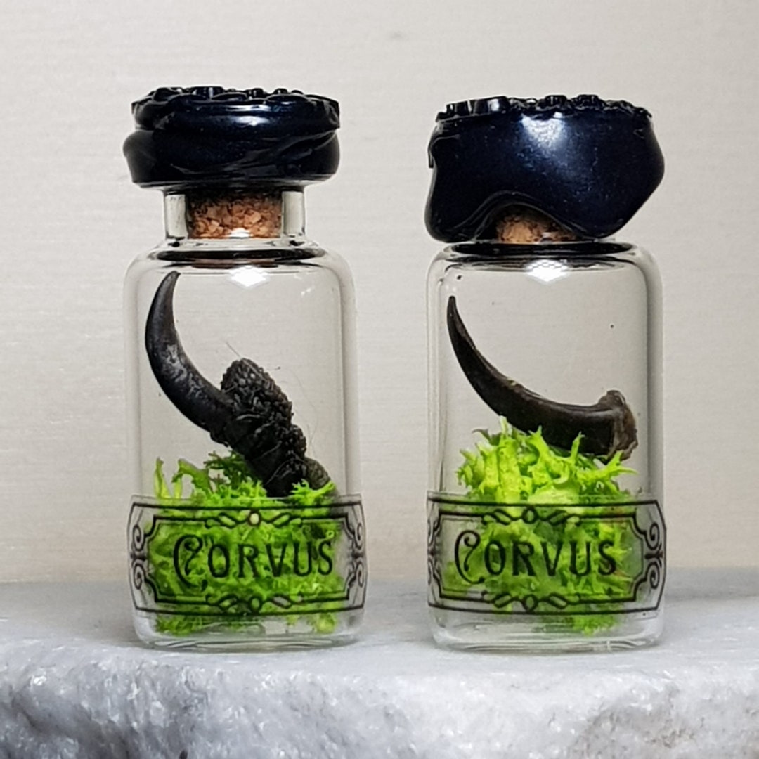 Crow CORVUS Kraai MINI DOME Heketa - Etsy