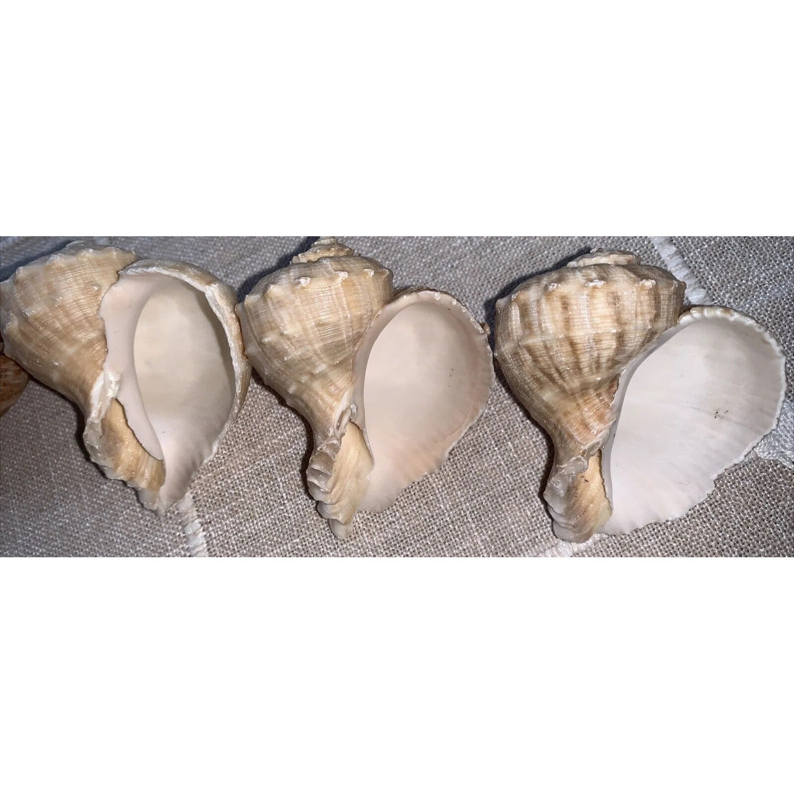 Rapana Venosa SEASHELLS Snail Shell Home Decor. 5 Pcs - Etsy