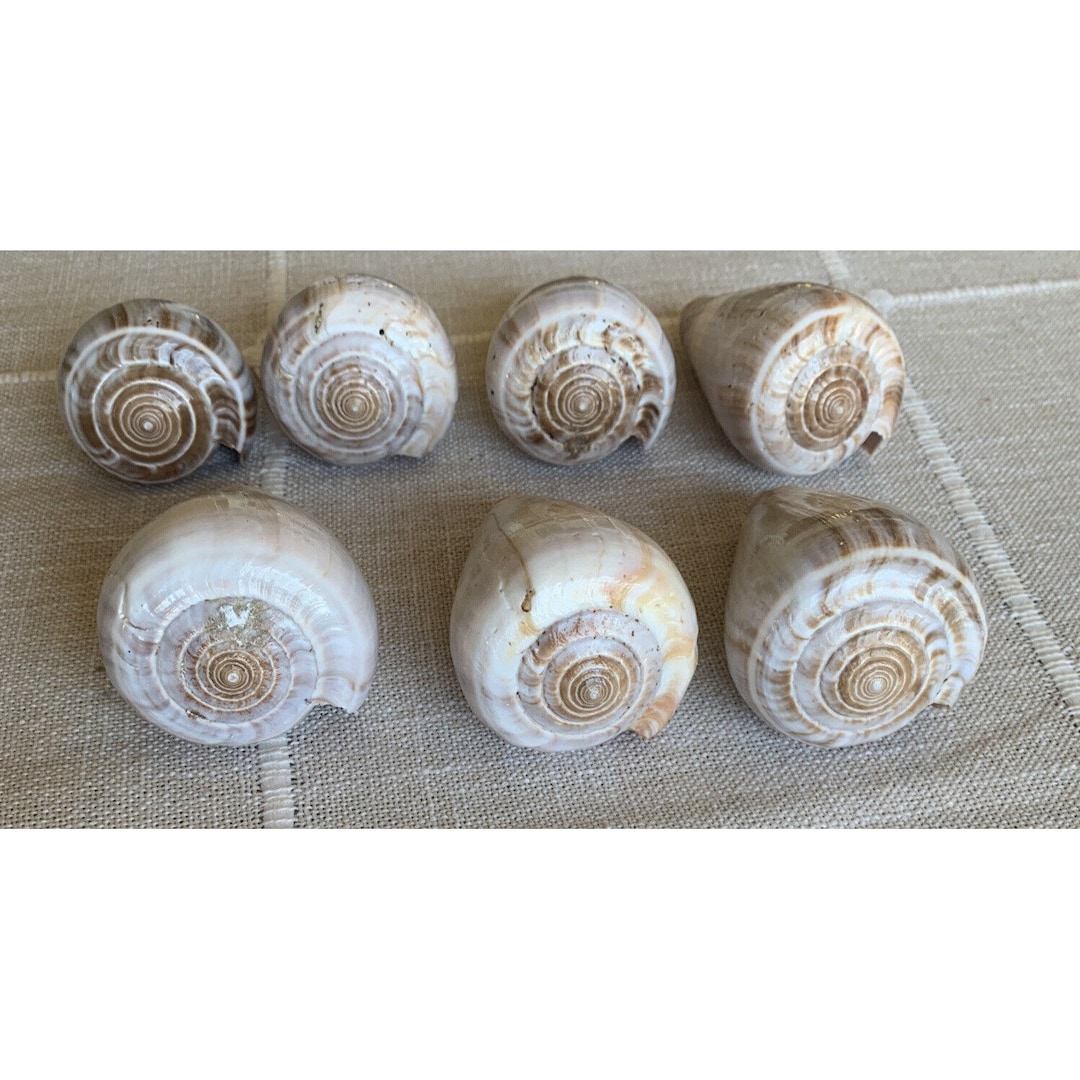 Shell Conus Suturatus Seashell Lot of Seven - Etsy