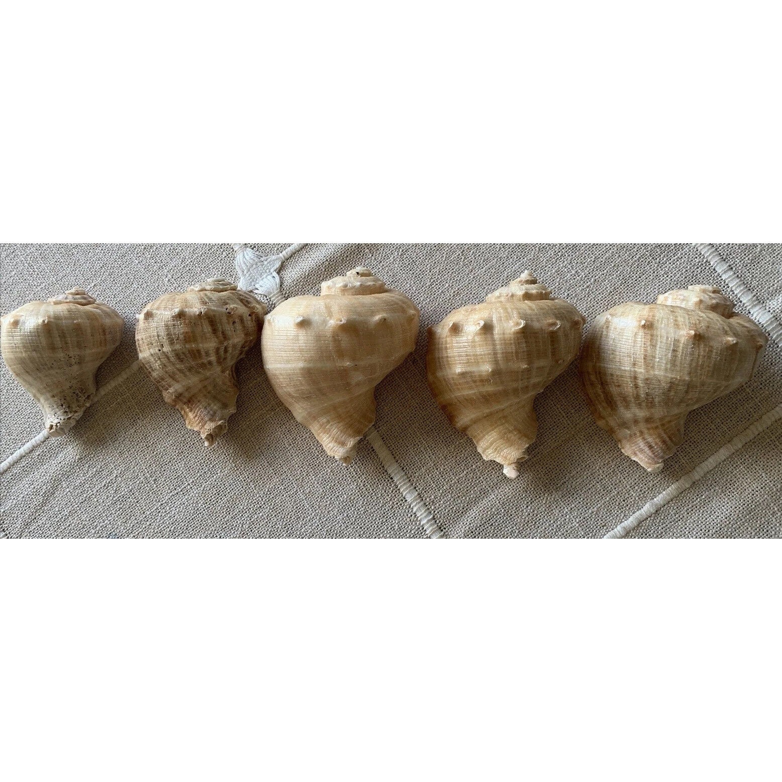 Rapana Venosa SEASHELLS Snail Shell Home Decor. 5 Pcs - Etsy