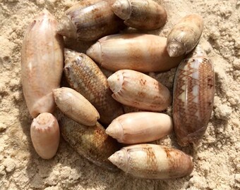 Various Sized Lettered Olive Shells From Florida's Gulf Coast Beaches ...