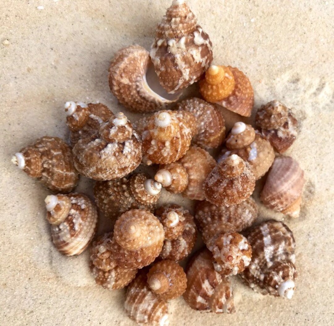 Gulf Chestnut Turban Shells - Etsy