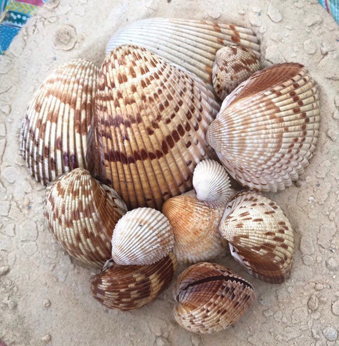 Gulf Cockle Shells - Etsy
