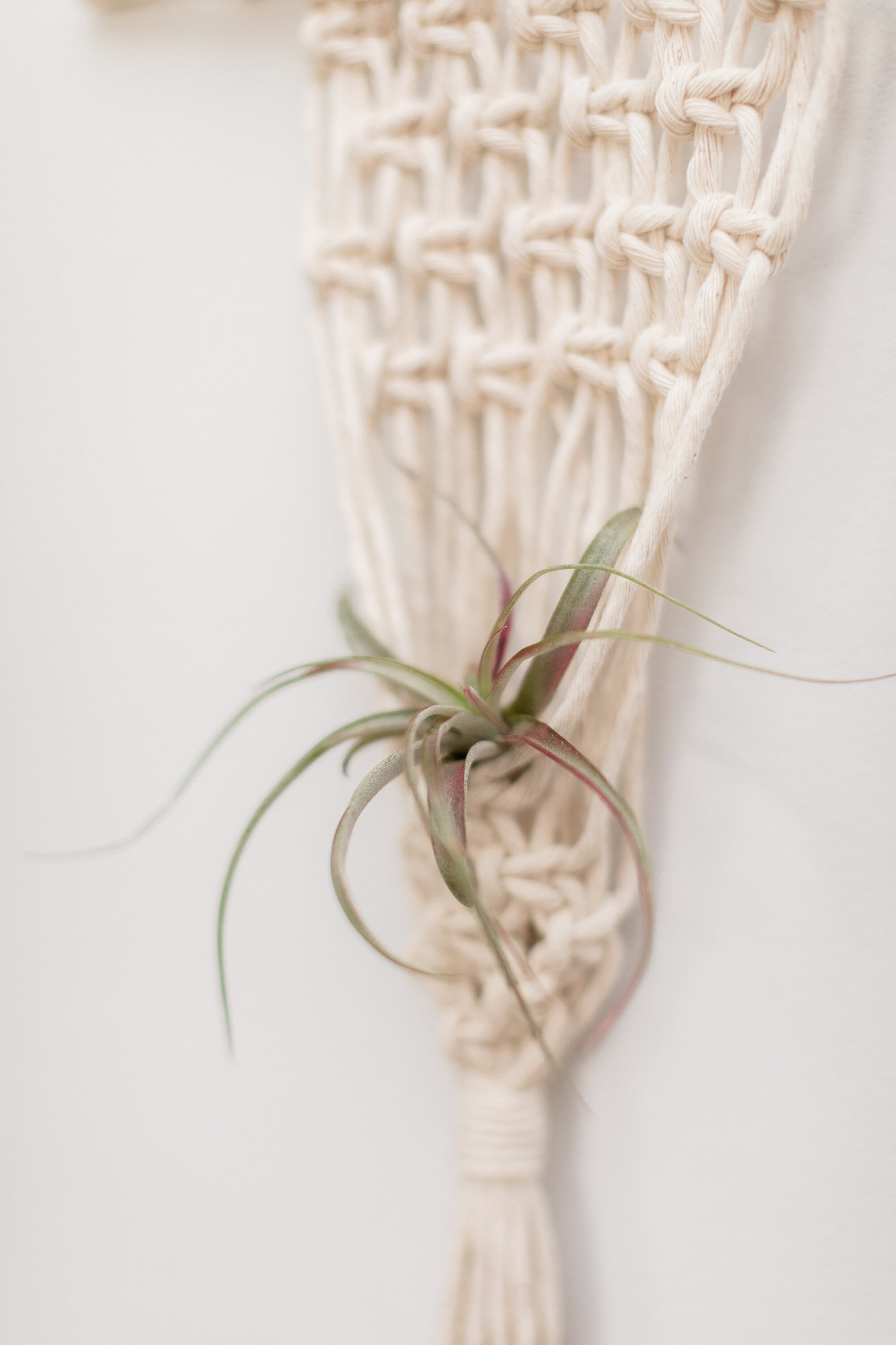 Air Plant Hanger Macrame Air Plant Hanger Macrame Airplant | Etsy