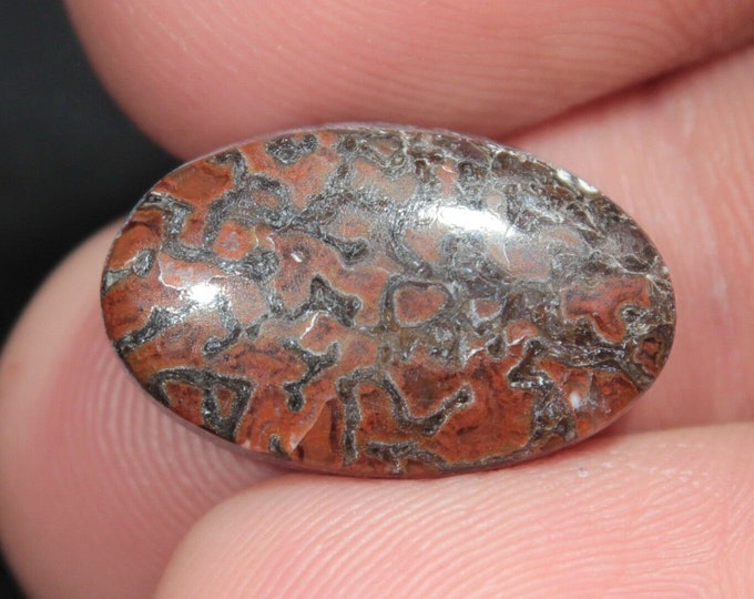 11.2 Ct Petrified Dinosaur Bone Cab Cabochon From Utah Old Collection ...