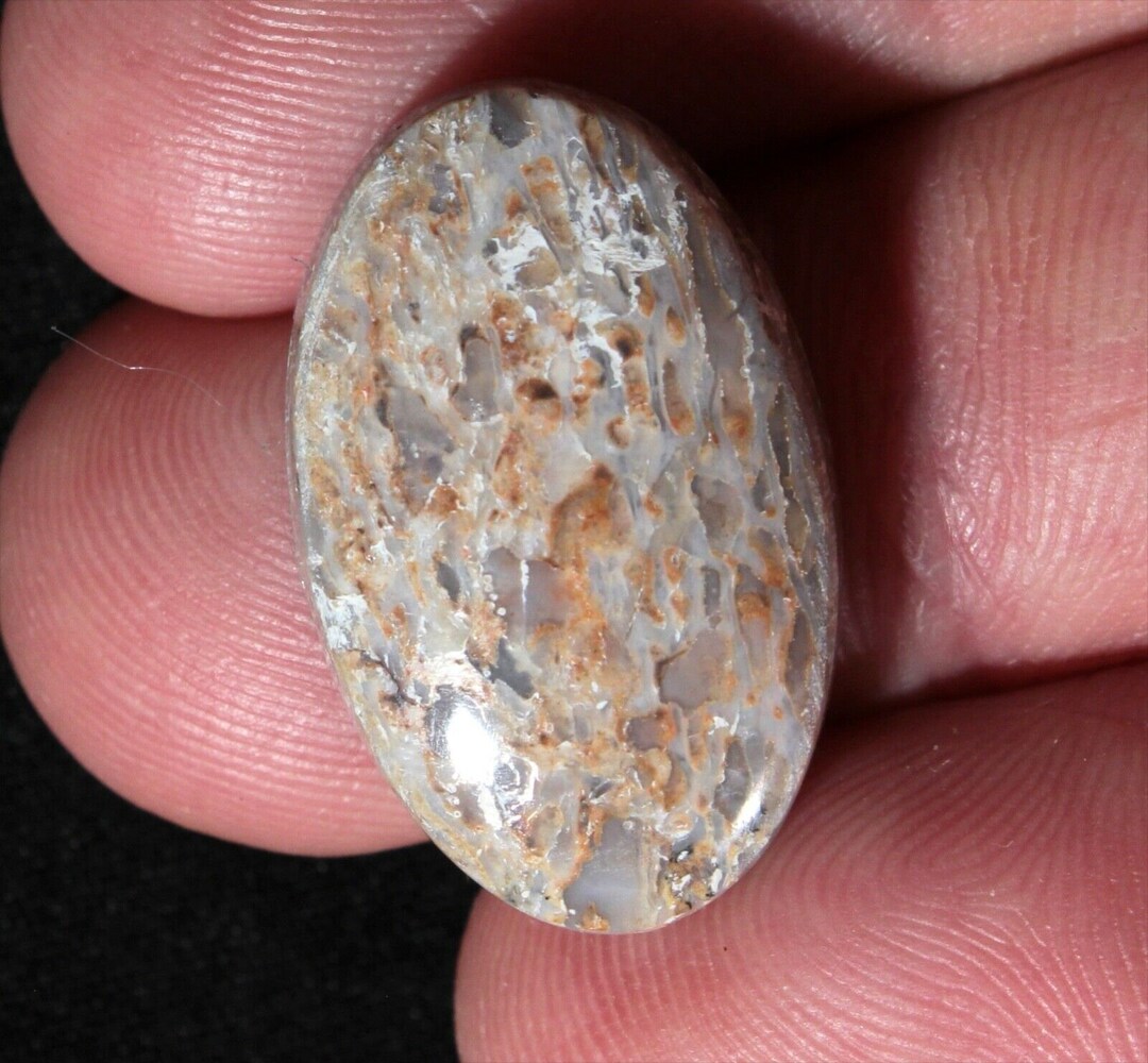 13.8 Ct Petrified Dinosaur Bone Cab Cabochon From Utah Old Collection ...