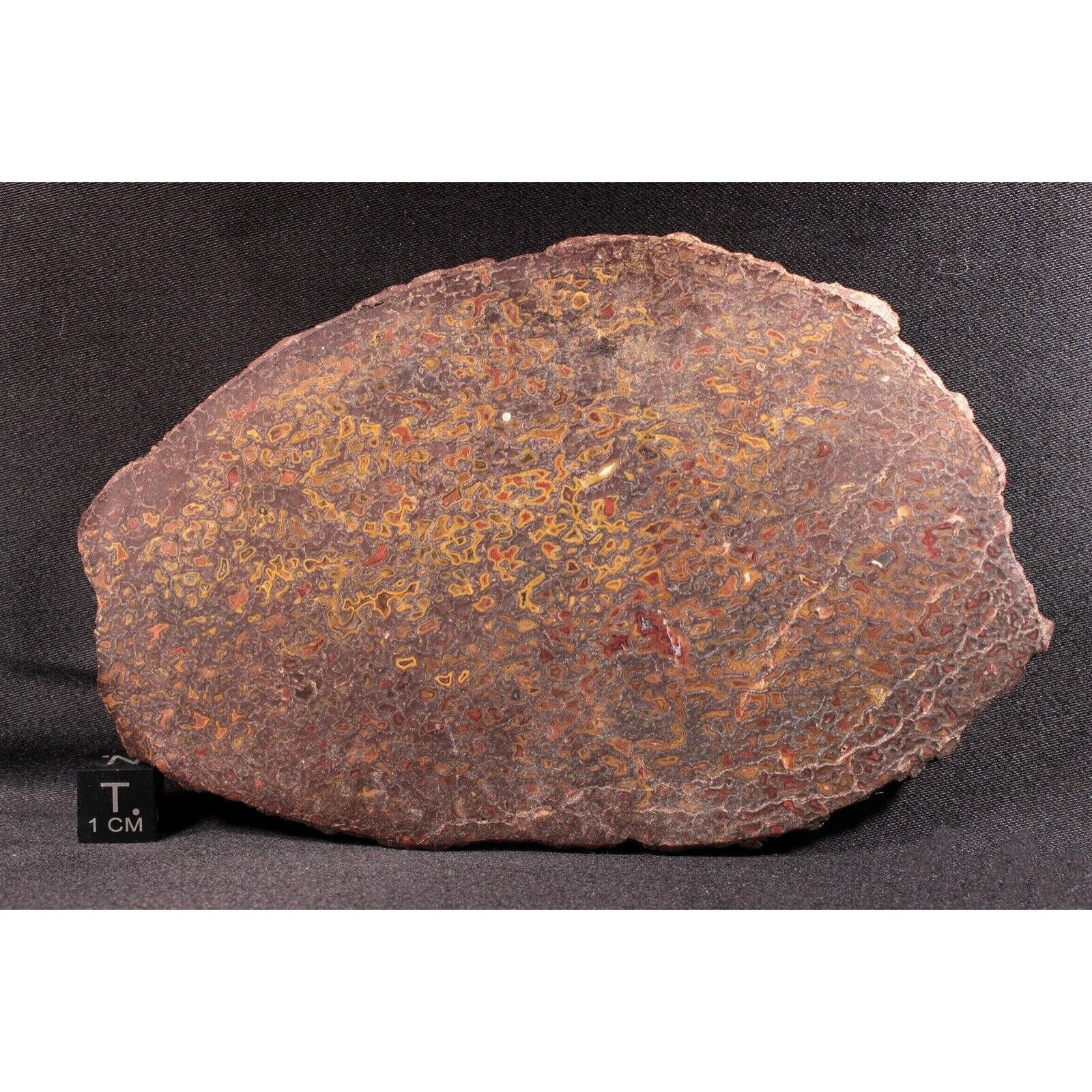 165 G Red & Yellow Petrified Dinosaur Gem Bone Slice From Utah Lapidary ...