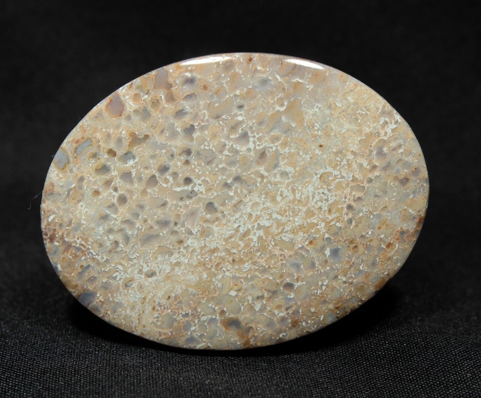 45.2 Ct Petrified Dinosaur Bone Cab Cabochon From Utah Old Collection ...
