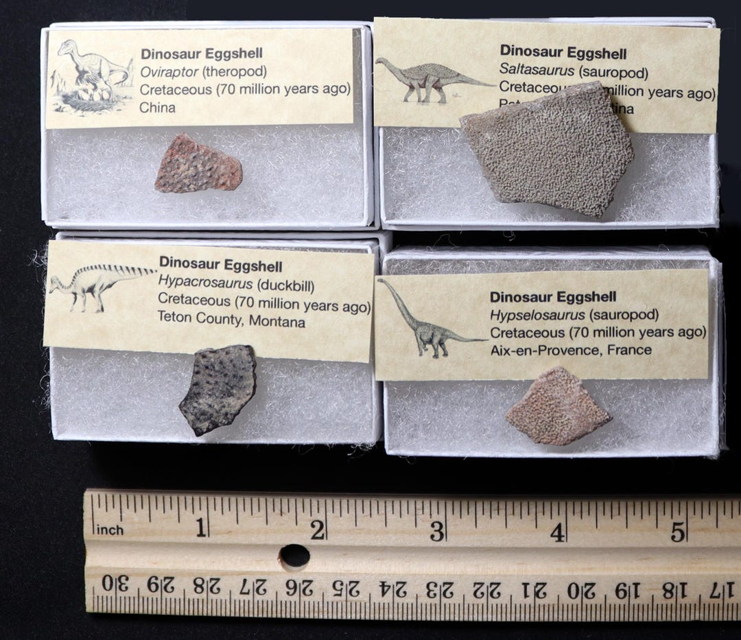 Fossil Dinosaur Egg Collection Gift for Paleontology Enthusiast - 4 ...
