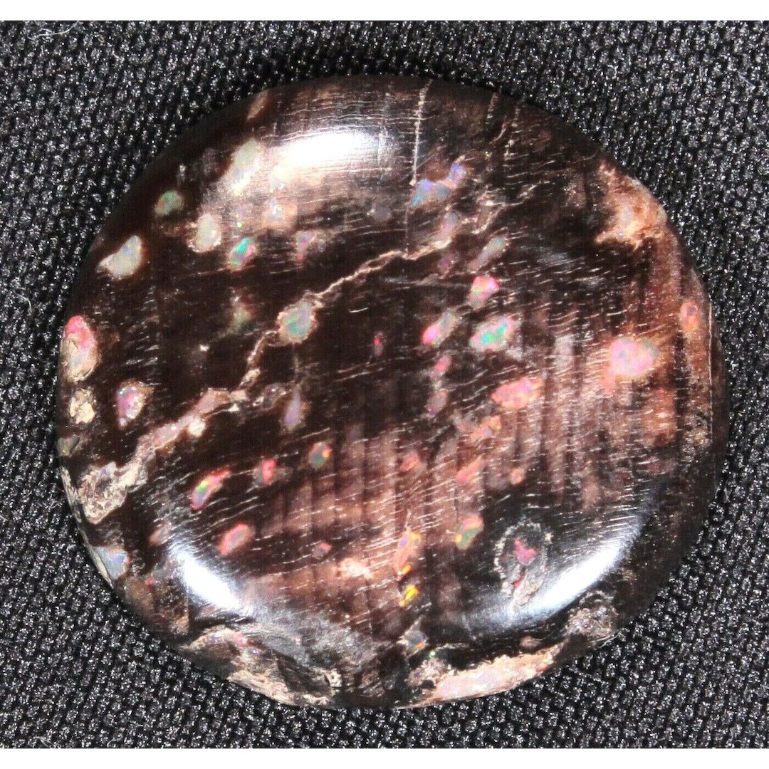 4.5 Ct Precious Opalized Conk Wood Cabochon Virgin Valley Nevada ...