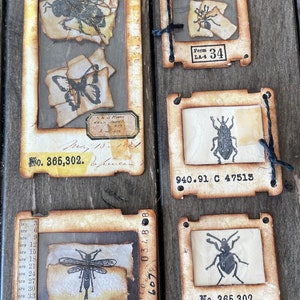 Unusual Vintage Insect Specimen Cards - Etsy