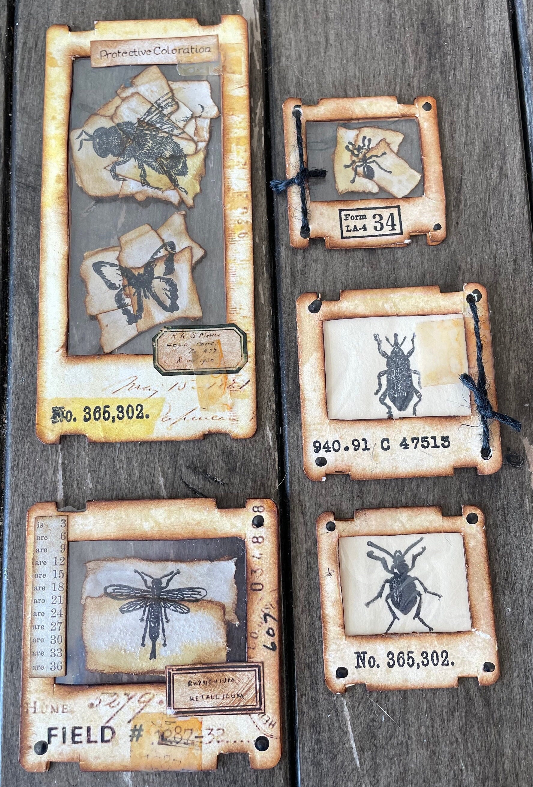 Unusual Vintage Insect Specimen Cards - Etsy