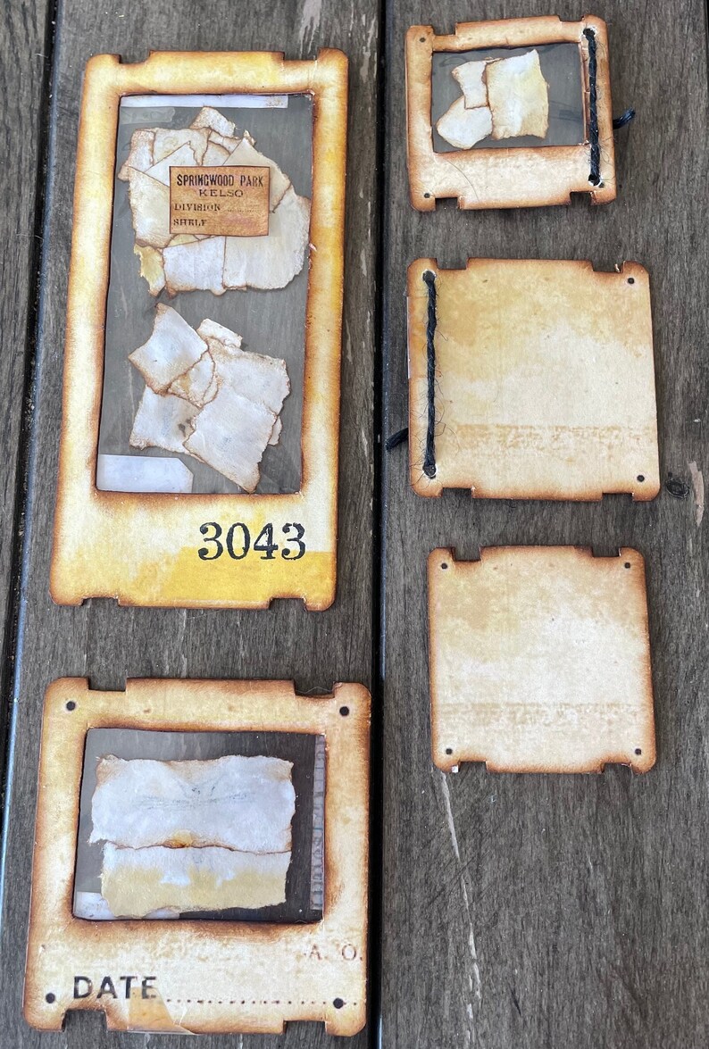 Unusual Vintage Insect Specimen Cards - Etsy