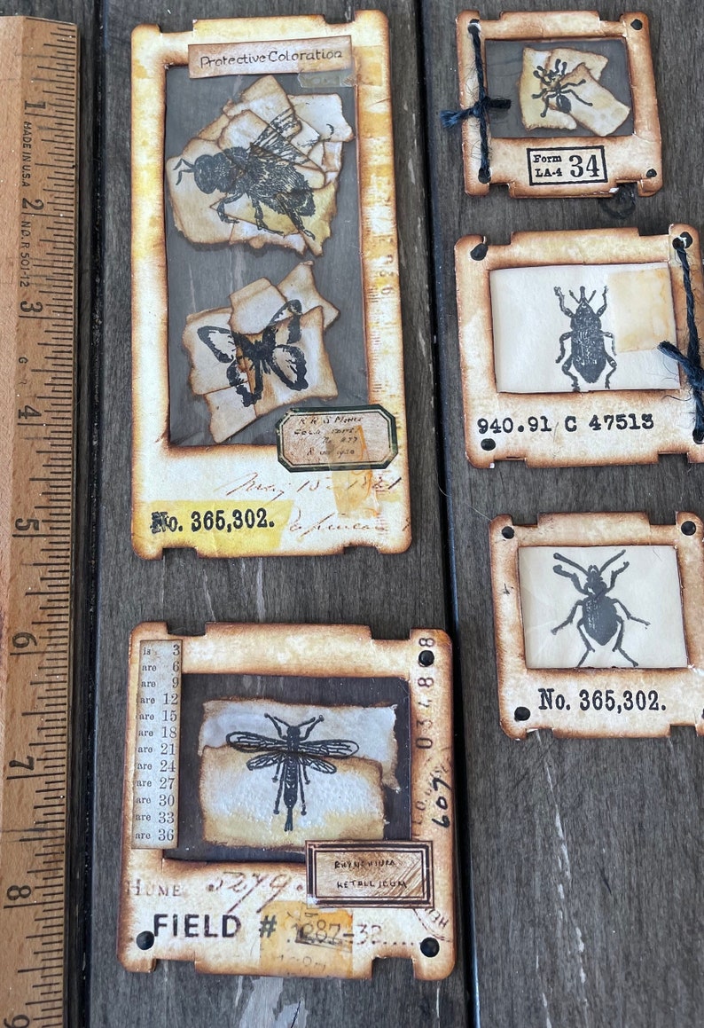Unusual Vintage Insect Specimen Cards - Etsy