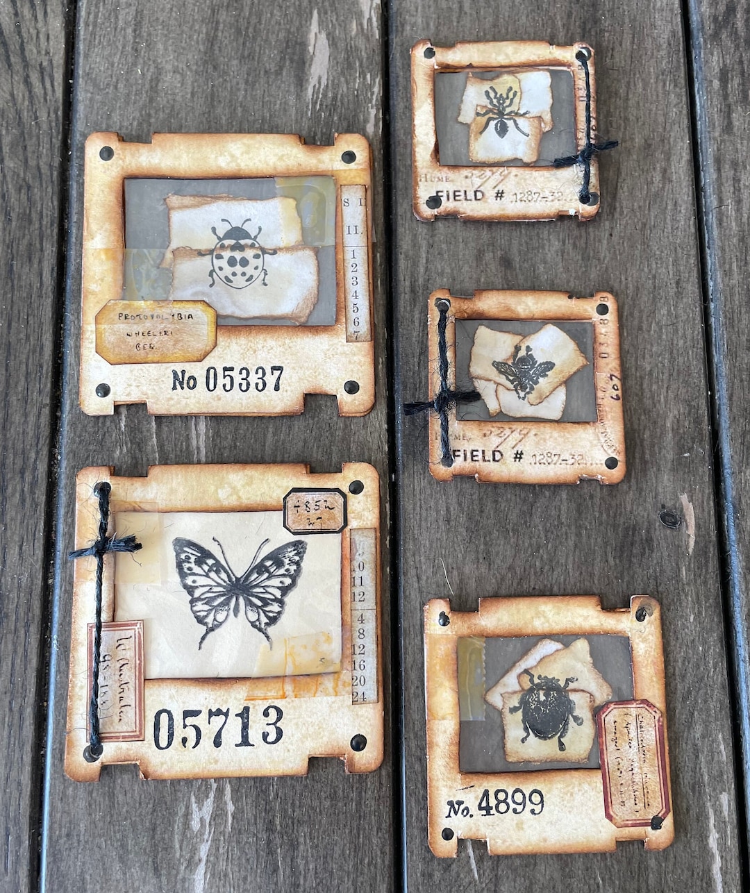 Unique Insect Specimen Cards - Etsy