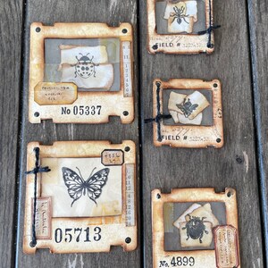 Unique Insect Specimen Cards - Etsy