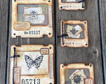 Unusual Vintage Insect Specimen Cards - Etsy