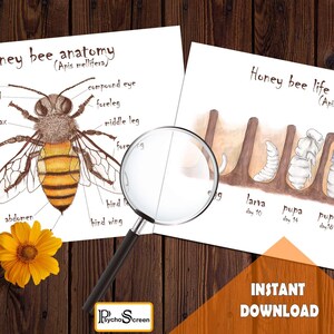 HONEY BEE Unit Study, MINI Printable Bees Bundle With Anatomy, Facts ...