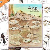 Ant Mini Nature Study - Etsy