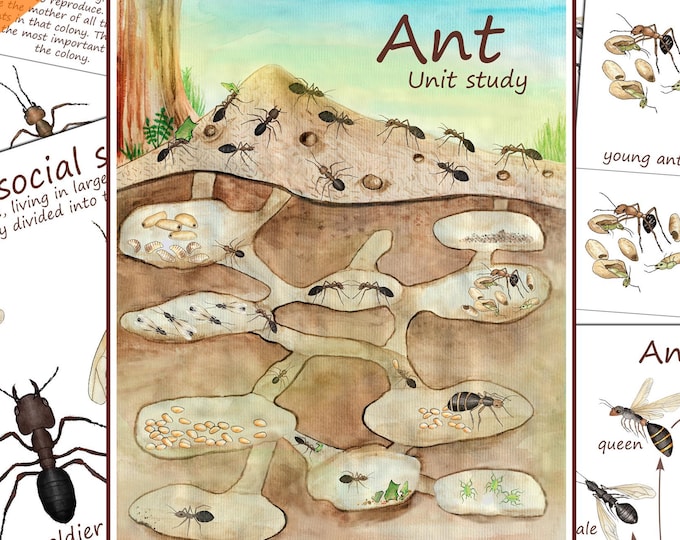 Black Garden Ant Anatomy Life Cycle - Etsy Canada