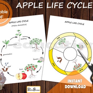APPLE Unit Study MEGA Printable Apple Bundle Anatomy, Life Cycle, Cards ...