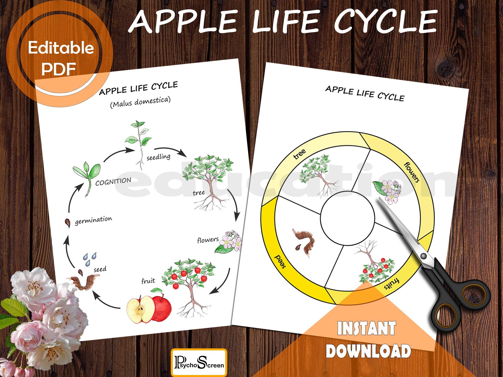 APPLE Unit Study MEGA Printable Apple bundle anatomy | Etsy