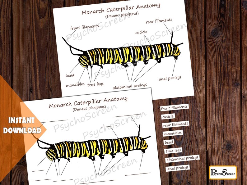CATERPILLAR Unit Study MEGA Printable Caterpillar Bundle | Etsy