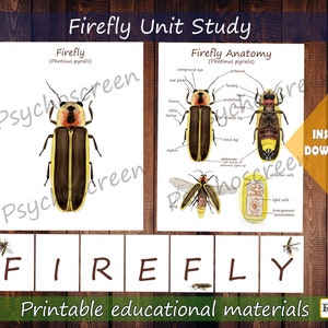 Firefly Unit Study for Kids: Watercolor Anatomy, Life Cycle, Games ...