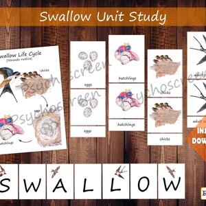 Swallow Unit Study, MEGA Printable Swallows Bundle With Anatomy ...