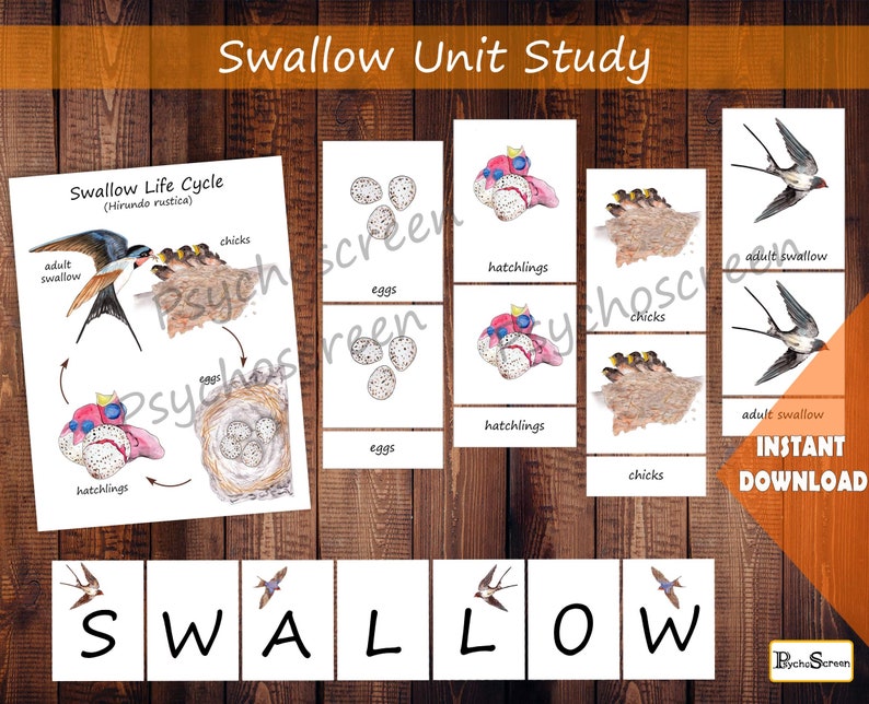 Swallow Unit Study: Anatomy, Migration, Life Cycle (printable) - Etsy