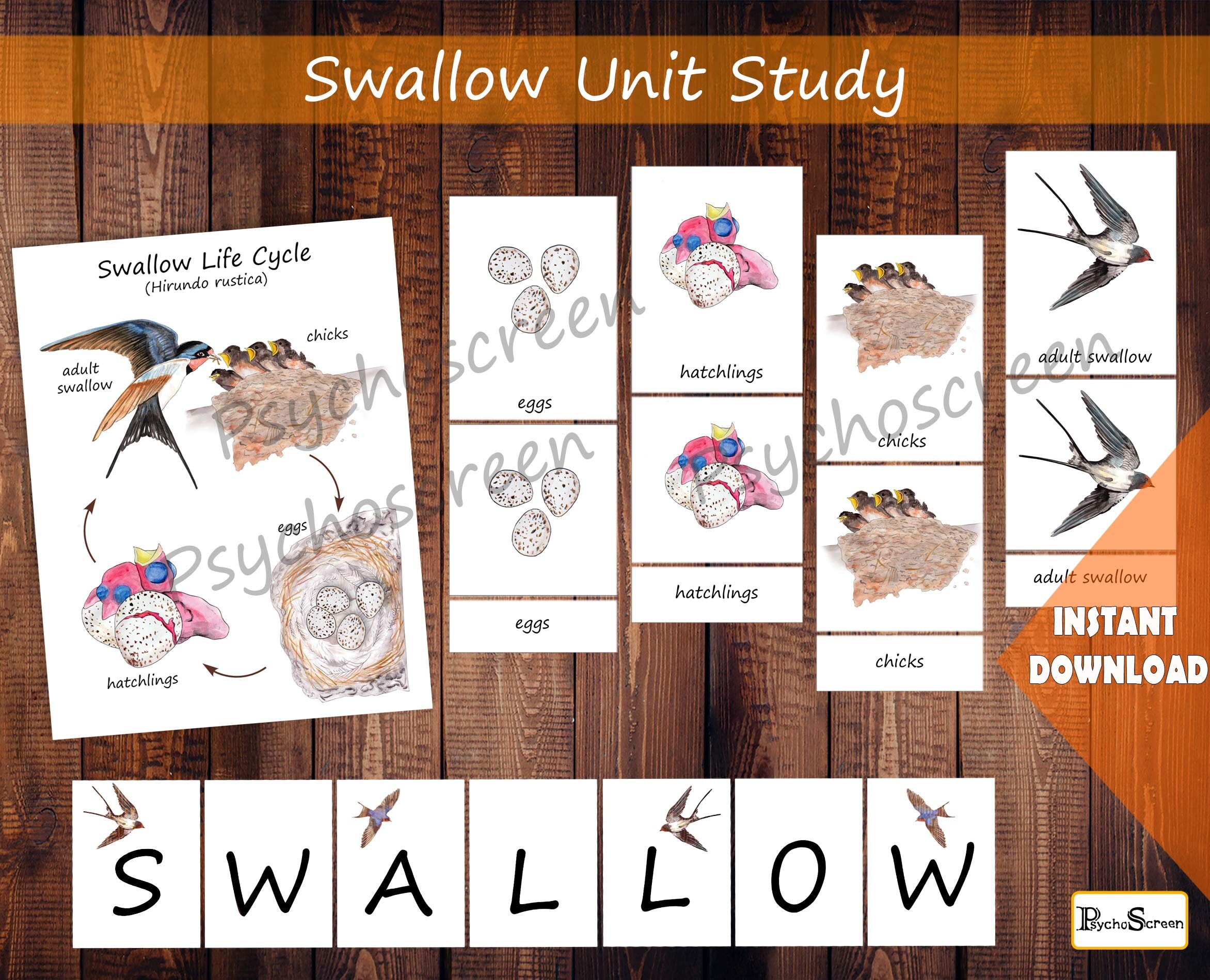 Swallow Anatomy and Life Cycle Activities for Preschoolers (printable ...