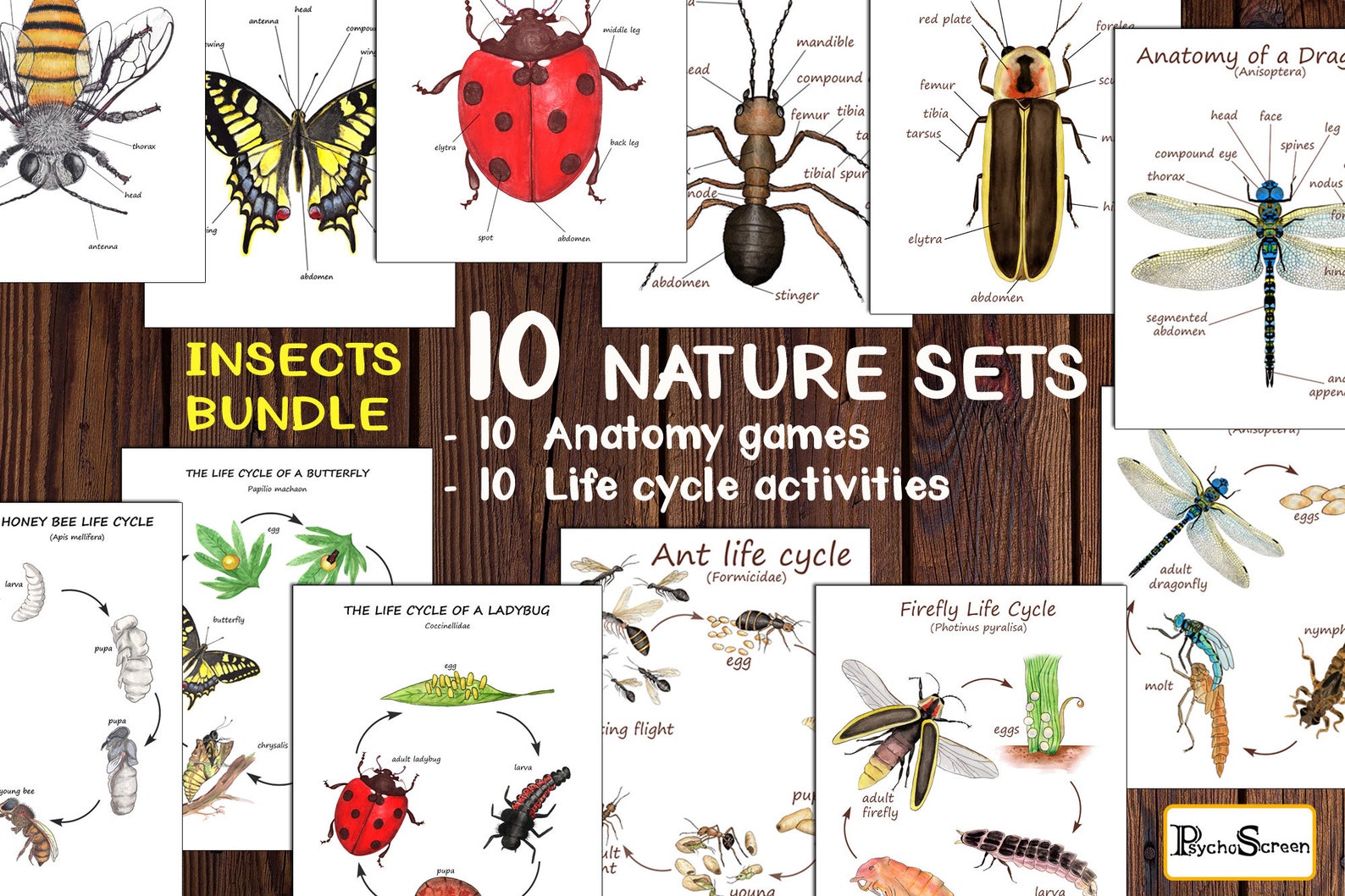 Insect Anatomy & Life Cycle Learning Set for Kids: Nature Study ...