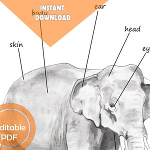 ELEPHANT Unit Study MINI Printable bundle Anatomy | Etsy