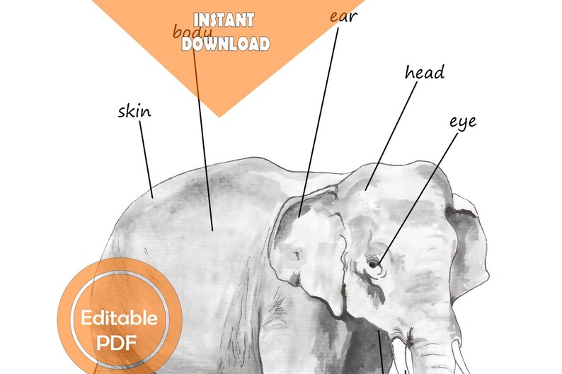 ELEPHANT Unit Study MINI Printable Bundle Anatomy - Etsy Canada