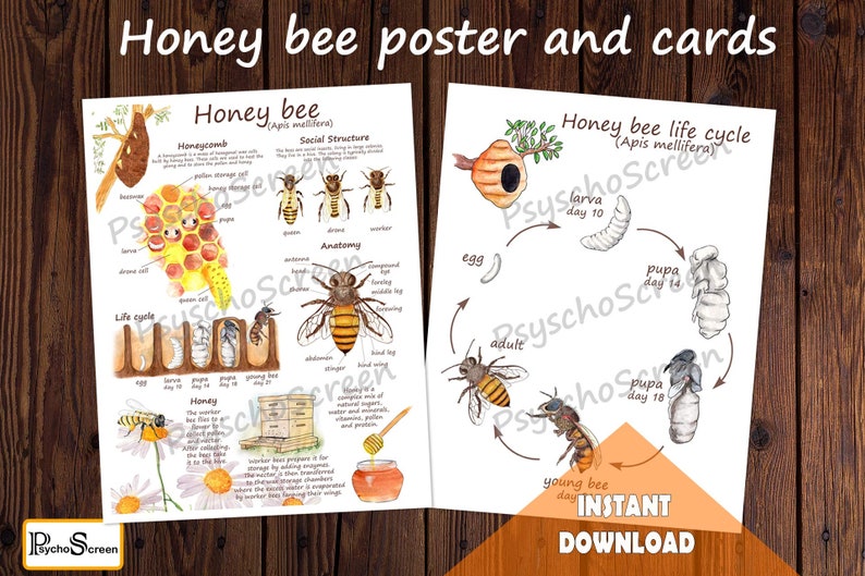 BEE Life Cycle Unit Study MINI Printable Bees Bundle All - Etsy Canada