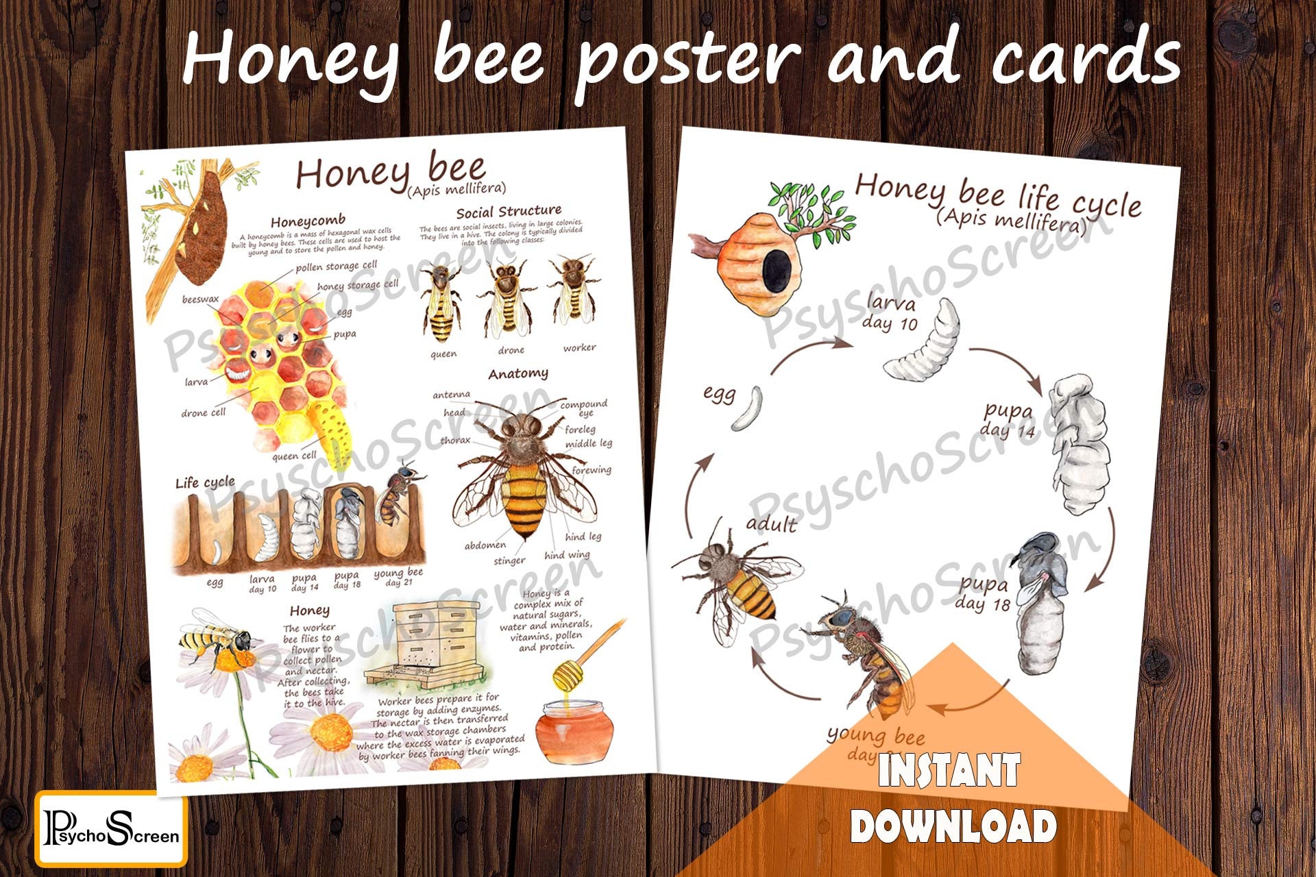 BEE Life Cycle Unit Study MINI Printable Bees Bundle All | Etsy Canada