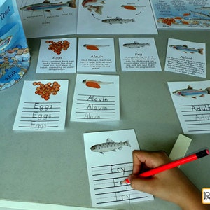 Rainbow Trout Unit Study: Watercolor Anatomy, Life Cycle, 3D Model ...